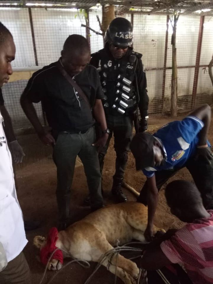 Lion used as security guard in Lagos Finally Captured [PHOTOS] | Kanyi ...