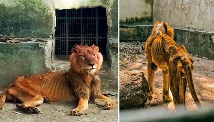 Lion Dies Of Starvation In Kaduna Zoo Two Weeks After Its Photos Went ...